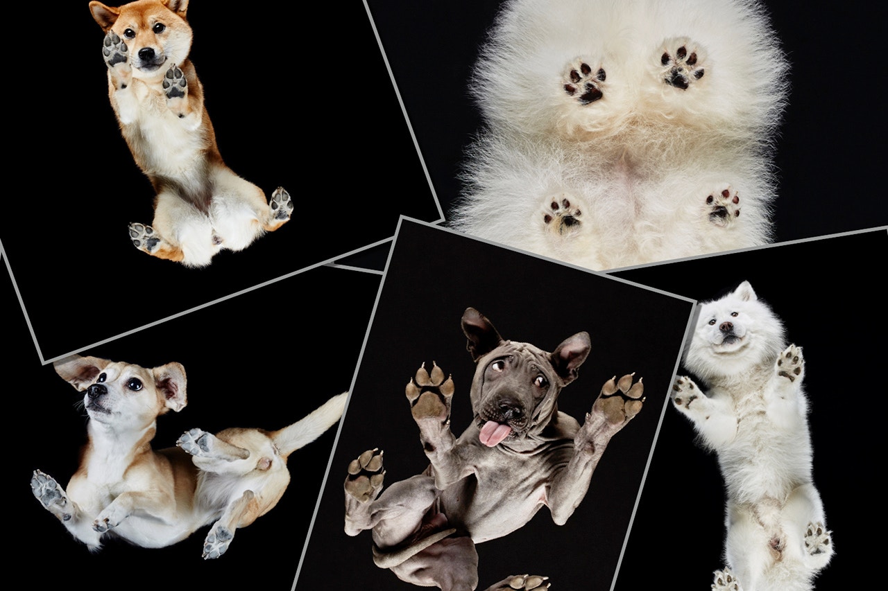 【狗年．圖話】仰望肉球和肚腩？ 攝影師Andrius Burba的獨特角度