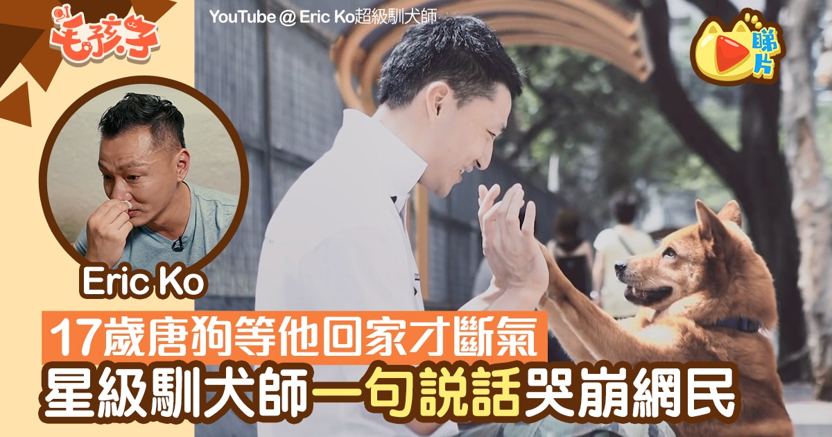 17歲唐狗等他回家才斷氣 星級馴犬師Eric Ko一句說話哭崩網民