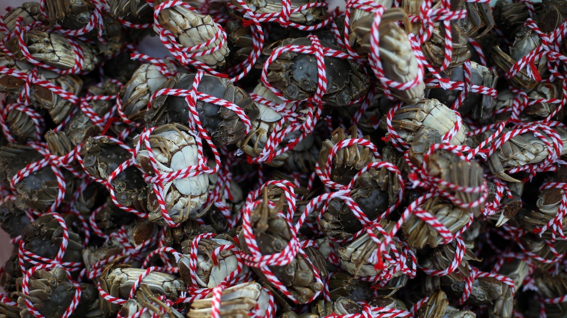 走私大閘蟹入境美國最高罰一萬美金 死的活的都不行