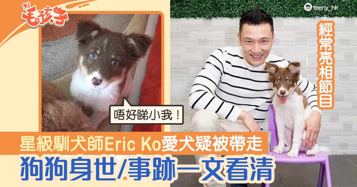 星級馴犬師Eric Ko愛犬Teeny疑被帶走 明星唐狗身世一文看清