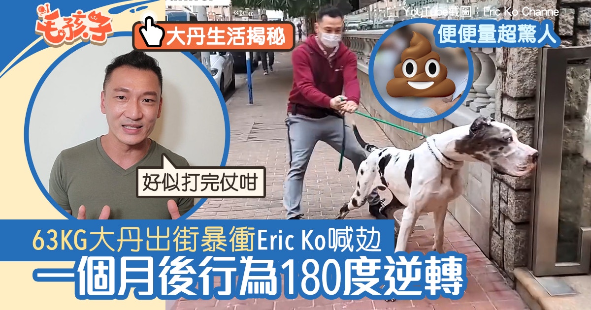 63kg大丹散步暴衝 星級訓犬師Eric Ko都喊攰 一個月後牠大翻身