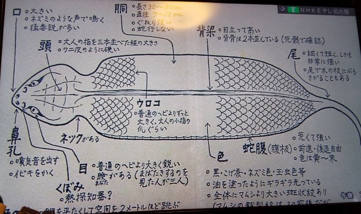 尋找傳說中的槌之子！懸賞金上看131萬日圓 吸引2500人報名 - ANIMA 阿尼尛 尛新聞