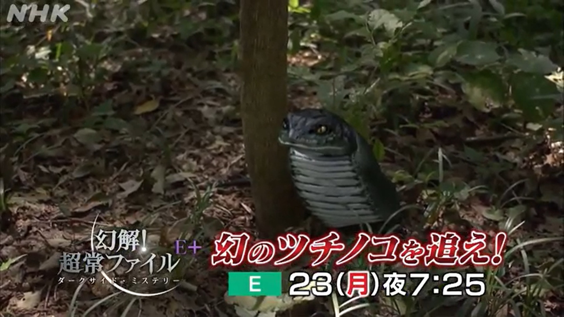 尋找傳說中的槌之子！懸賞金上看131萬日圓 吸引2500人報名 - ANIMA 阿尼尛 尛新聞