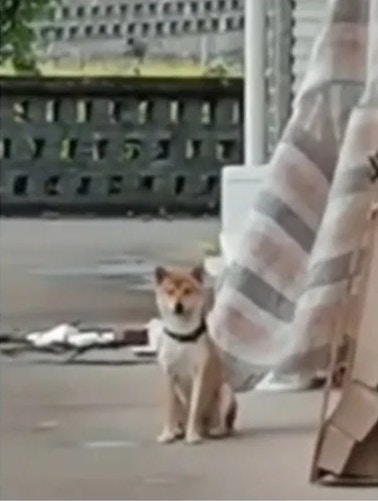 困惑的狗 Gif
