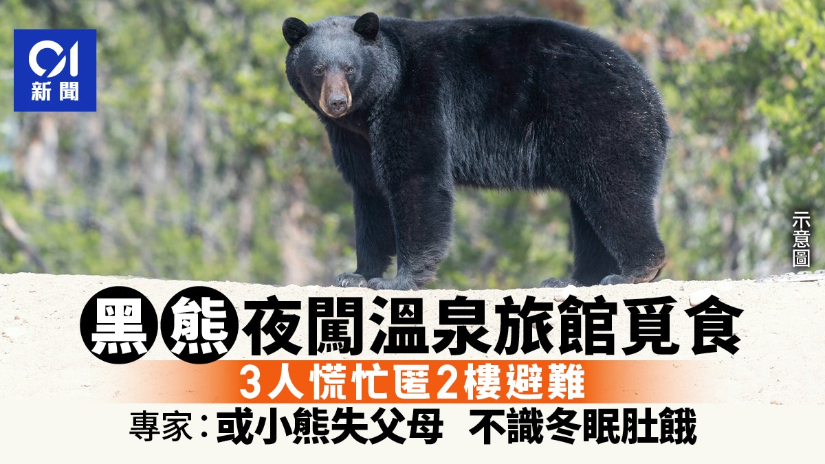 日本熊災｜黑熊闖溫泉旅館 3人躲2樓逃命 專家曝「未冬眠」關鍵